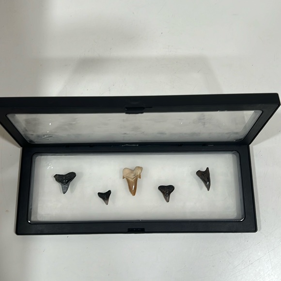 Other | Authentic Fossil Shark Tooth And Real Sharks Teeth Included ...